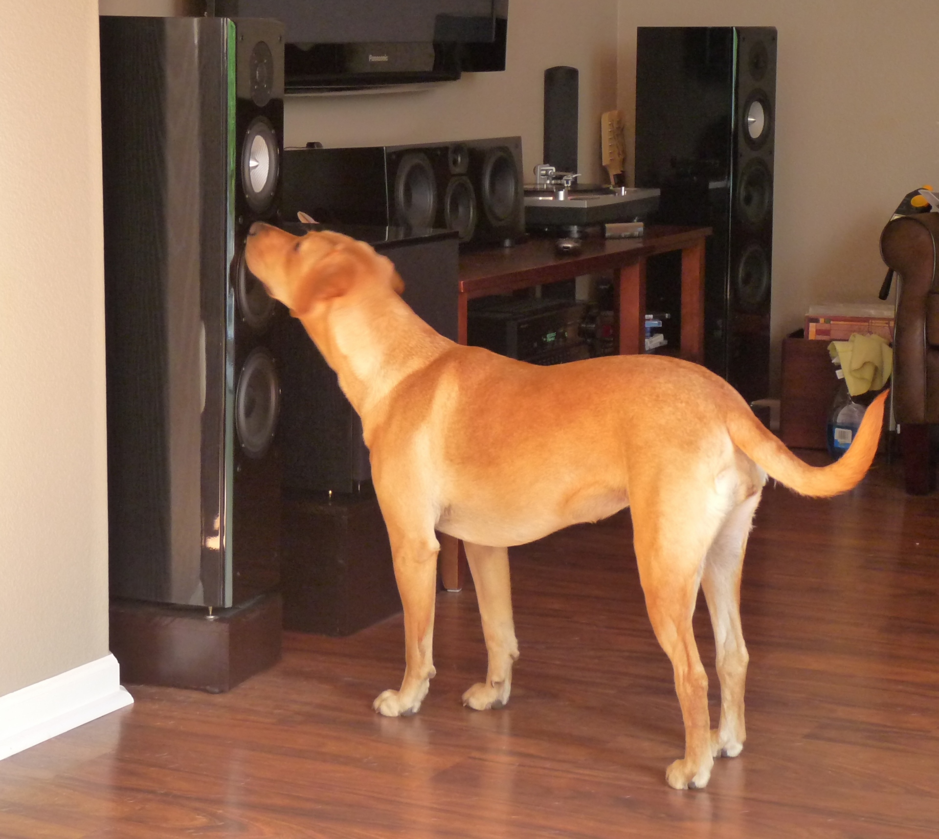 Kali157's Home Theater Gallery - Home Theater (43 photos)