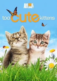 Too Cute Kittens DVD