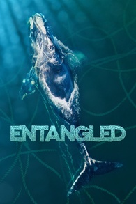 Entangled Digital