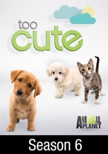 Too Cute: Season 6 Digital