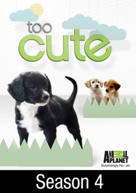 Too Cute: Season 4 Digital