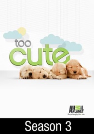 Too Cute: Season 3 Digital