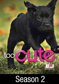 Too Cute: Season 2 Digital