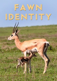 Fawn Identity Digital