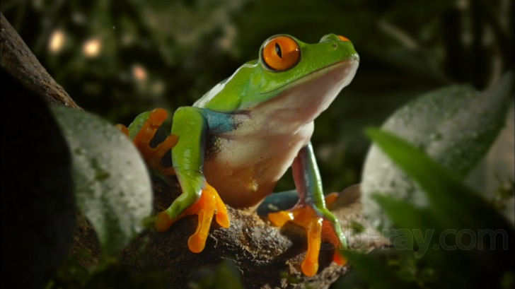 Fabulous Frogs Blu-ray (Nature: Fabulous Frogs)