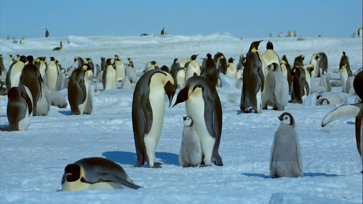 Antarctica: An Adventure of a Different Nature Blu-ray (IMAX)