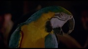 Yellowbeard Blu-ray