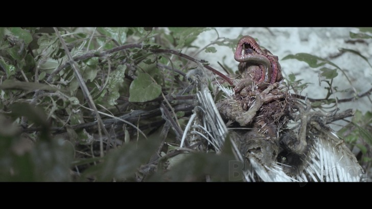 Spring Blu-ray (Blu-ray + Digital)