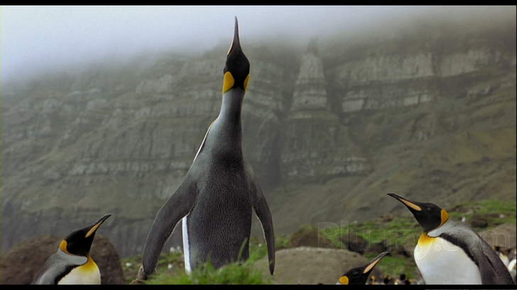 Winged Migration Blu-ray