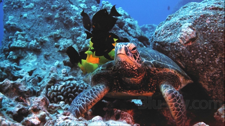Deep Sea Blu-ray (IMAX)