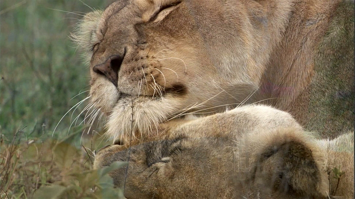 Nature's Most Amazing Events Blu-ray