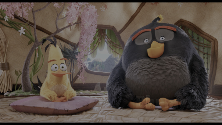 The Angry Birds Movie 4K + 3D Blu-ray (4K Ultra HD + Blu-ray 3D + Blu-ray)