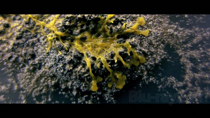 The Creeping Garden Blu-ray (Limited Edition)