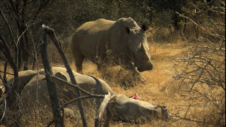 Rhino Rescue Blu-ray Release Date July 28, 2009
