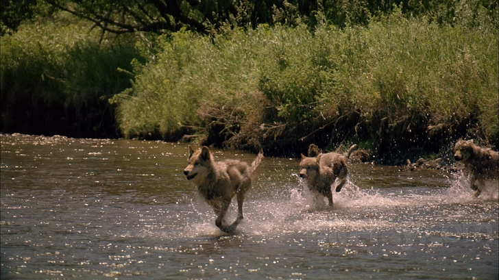 Wolves Blu-ray (IMAX)