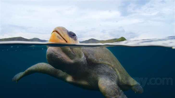 Blue Planet II 4K Blu-ray (4K Ultra HD + Blu-ray)