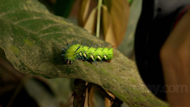 Learning to See: The World of Insects Blu-ray (Special Edition)