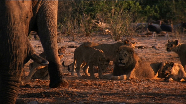 Earth Blu-ray (Disneynature)