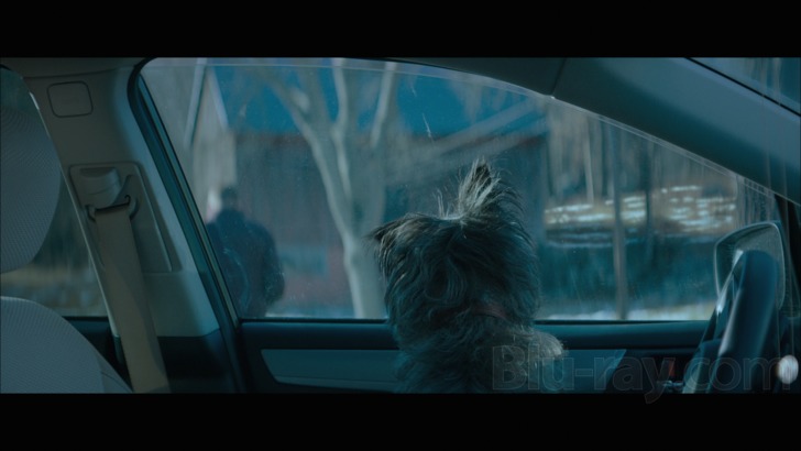 Ben Is Back Blu-ray (Blu-ray + DVD + Digital HD)