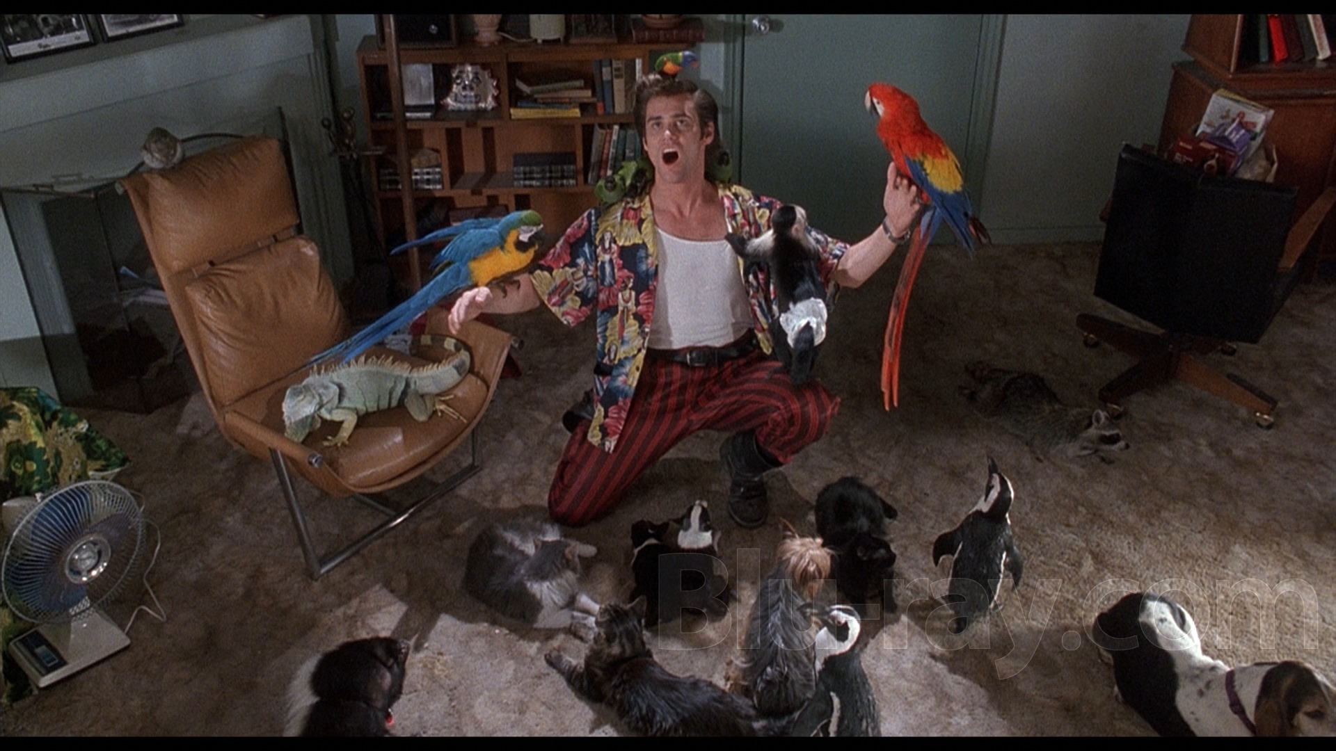 Ace Ventura: Pet Detective 4K UHD (1994) (Shout! Factory) - Page 23 ...