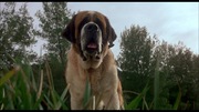 Cujo Blu-ray (25th Anniversary Edition)