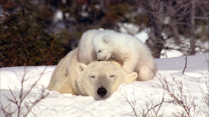 Knut and Friends Blu-ray (Knut und seine Freunde)
