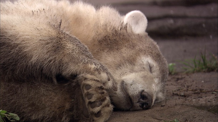 Knut and Friends Blu-ray (Knut und seine Freunde)