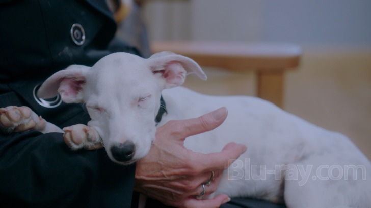 The Dog Doc Blu-ray Release Date October 13, 2020 (Special Edition)