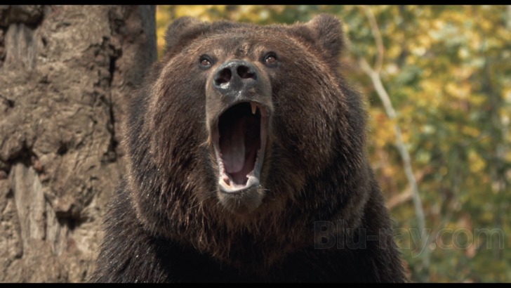 Grizzly II: Revenge Blu-ray
