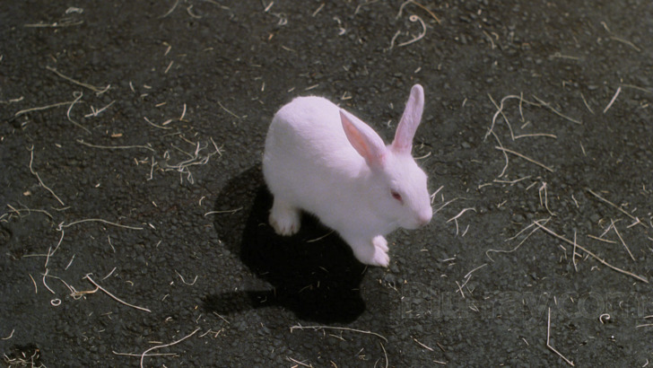 Charmed: The Final Season Blu-ray