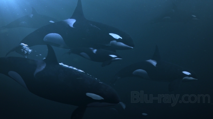 Free Willy: Escape from Pirate's Cove Blu-ray (Free Willy 4)