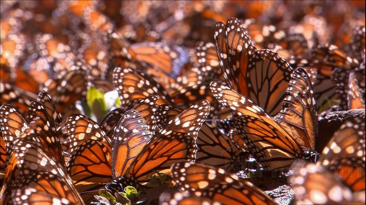NOVA: Incredible Journey of the Butterflies Blu-ray