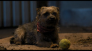 Strays Blu-ray (Unleashed Edition)