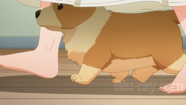 My Life as Inukai-san's Dog: Complete Collection Blu-ray