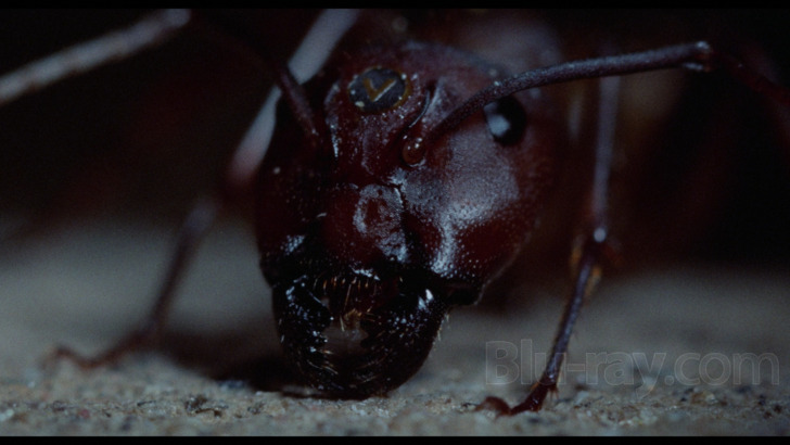 Phase IV 4K Blu-ray (4K Ultra HD + Blu-ray)