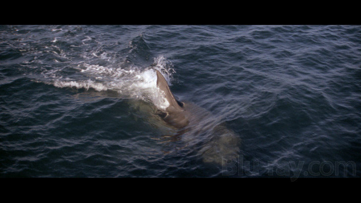 Jaws 4K Blu-ray (4K Ultra HD + Blu-ray + Digital 4K)