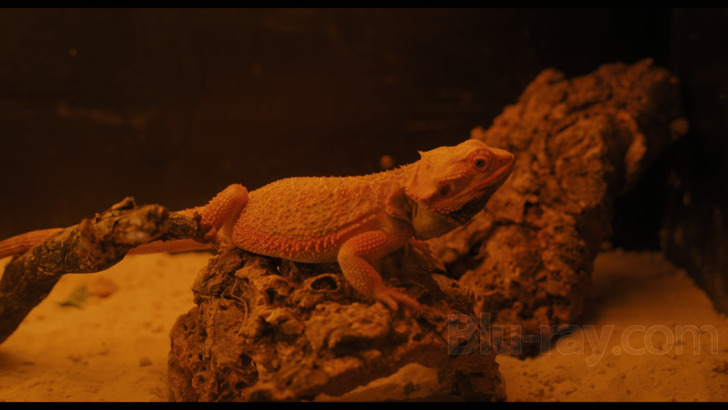 The Watchers Blu-ray (Blu-ray + Digital HD)