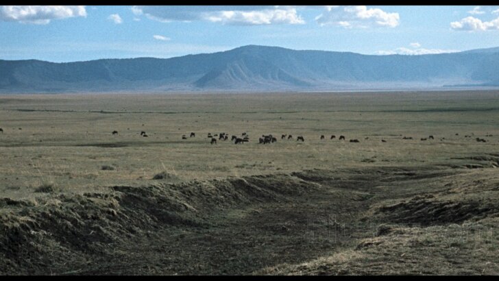 Hatari! Blu-ray (4K Restoration)