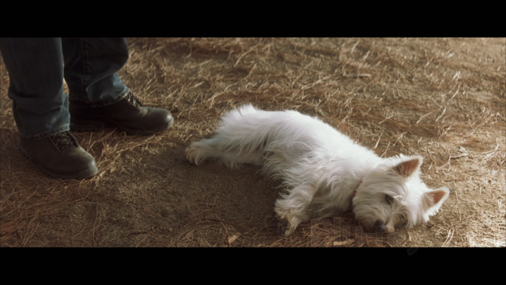 Must Love Dogs Blu-ray (Warner Archive Collection)