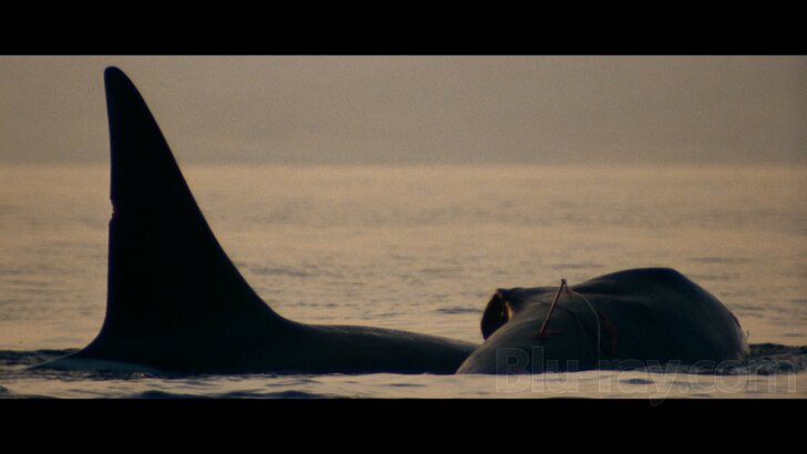 Orca Blu-ray (4K Restoration | Orca: The Killer Whale)