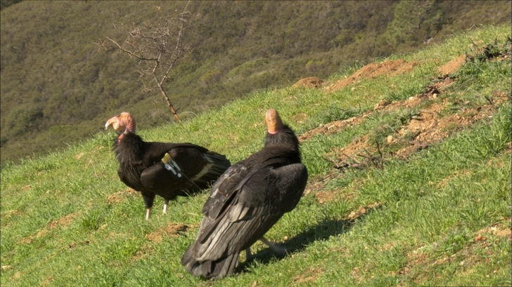 Big Sur: Wild California Blu-ray