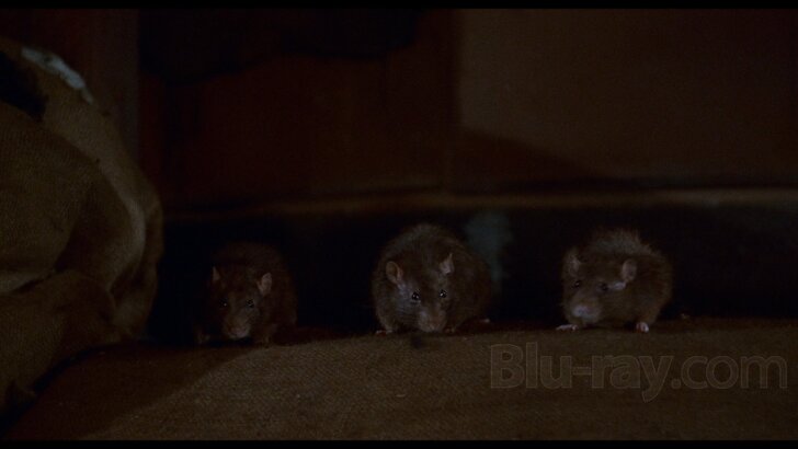 Graveyard Shift 4K Blu-ray (Stephen King's Graveyard Shift)