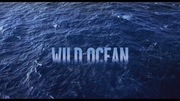 Wild Ocean 3D Blu-ray (IMAX 3D)
