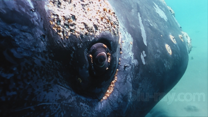 Deep Sea 3D Blu-ray (IMAX)