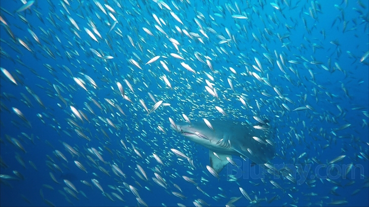 Deep Sea 3D Blu-ray (IMAX)