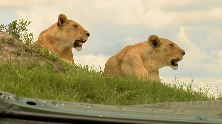 Big Cats Collection Blu-ray Release Date April 5, 2011