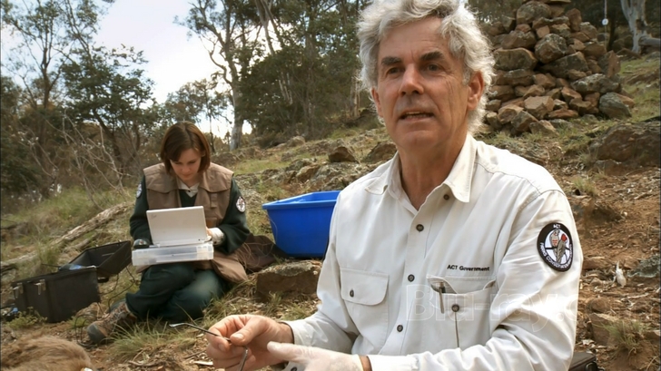 Kangaroo Mob Blu-ray (Nature: Kangaroo Mob)