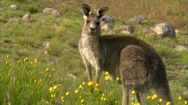 Kangaroo Mob Blu-ray (Nature: Kangaroo Mob)
