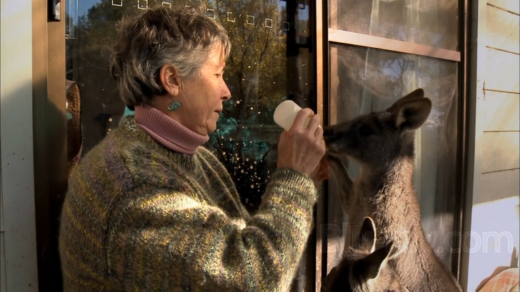 Kangaroo Mob Blu-ray (Nature: Kangaroo Mob)