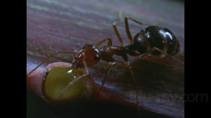 The Hellstrom Chronicle Blu-ray